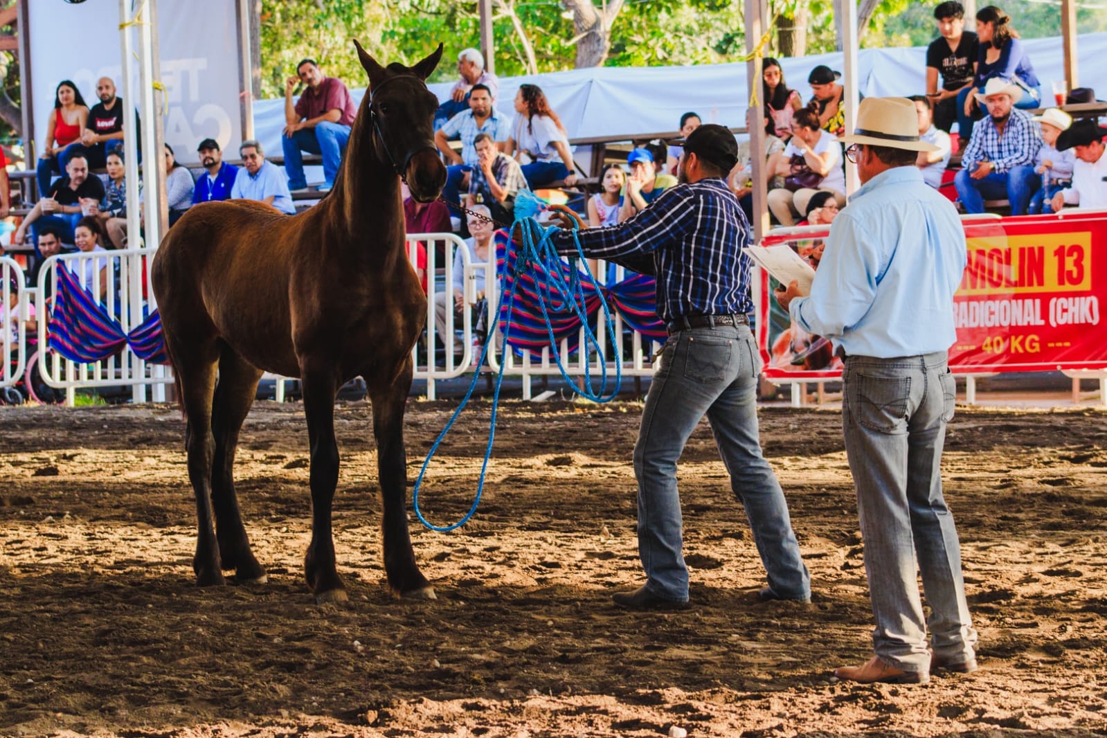 Exitosa exhibición morfológica de caballos Warlander en la Feria de ...